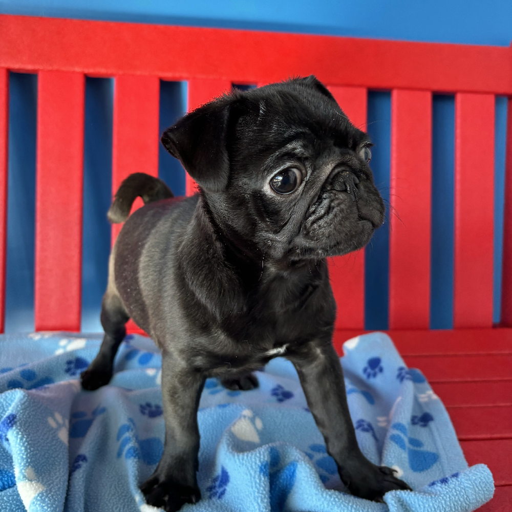 Boba - Male Pug Puppy for sale in Manchester