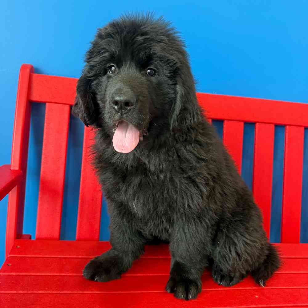 Murphy - Male Newfoundland Puppy for sale in Manchester