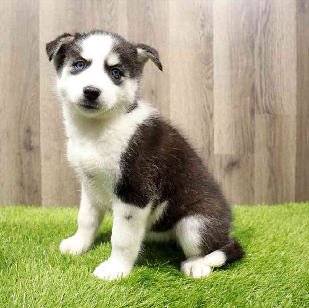 Cane Corso Puppies for sale - The Puppy Palace of Manchester