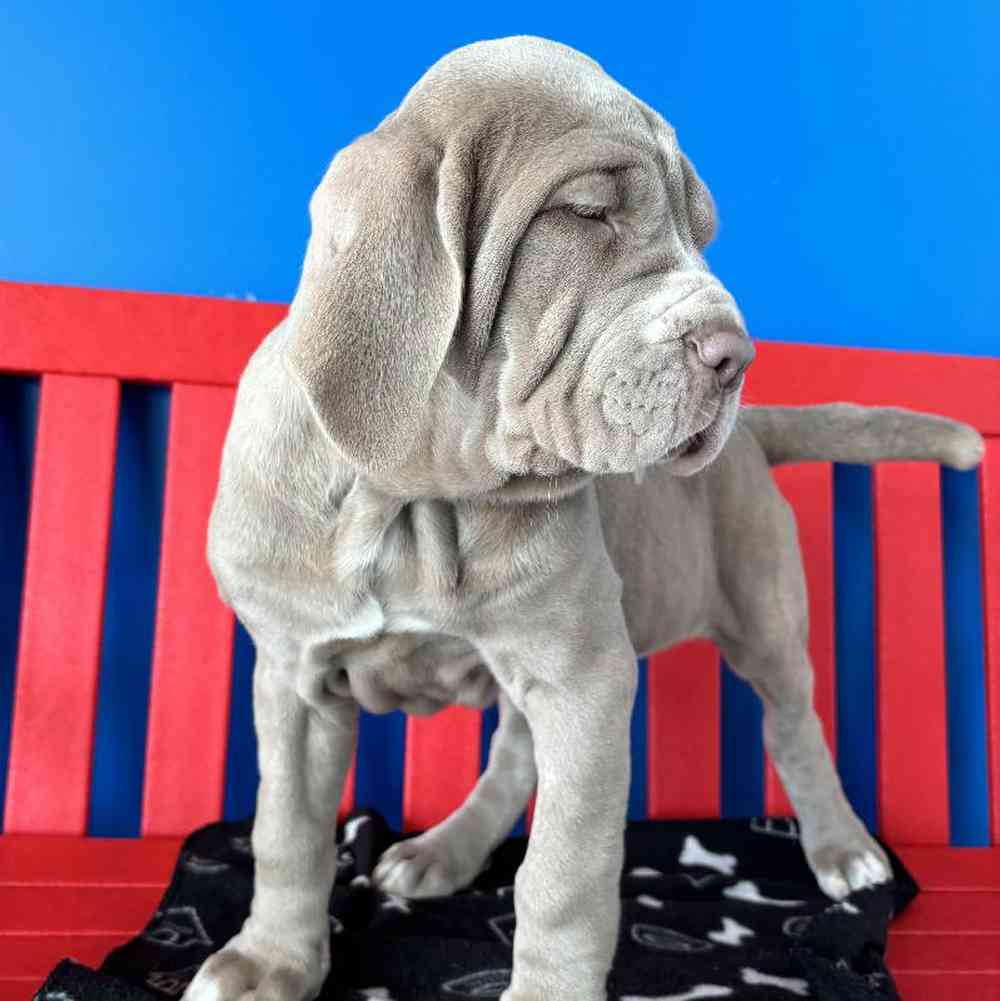 Snowcone - Female Neopolitan Mastiff Puppy for sale in Manchester