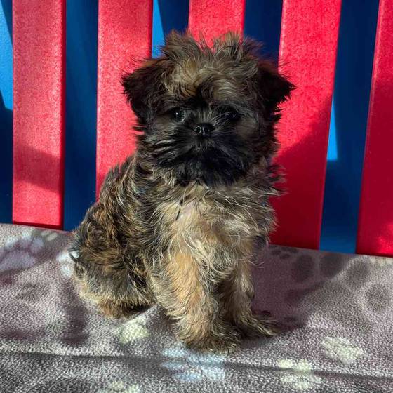 Hopper - Male Brussels Griffon Puppy for sale in Manchester