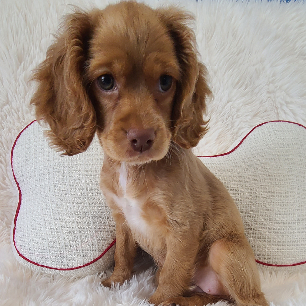Sage - Female Cocker Spaniel Puppy for sale in Manchester