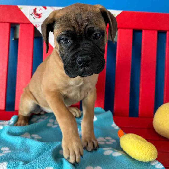 Puppy for Sale - The Puppy Palace of Manchester
