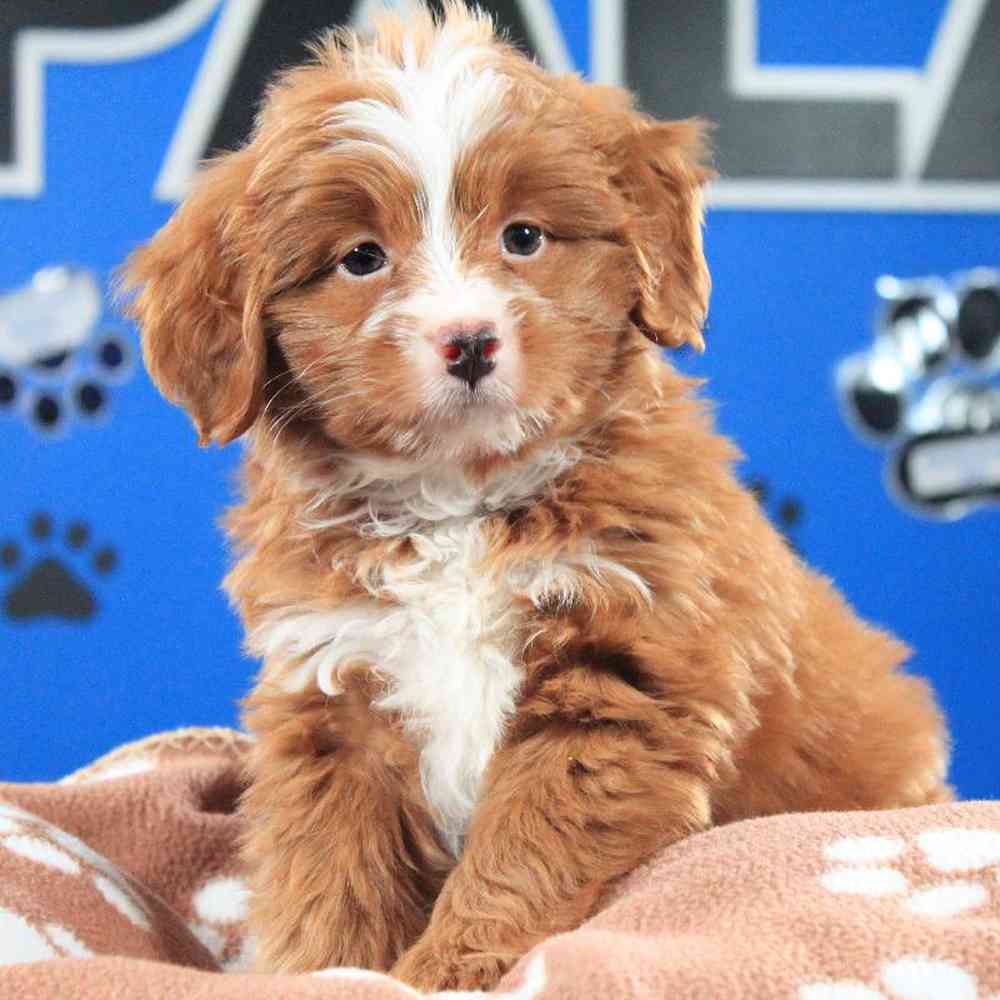 Healthy Puppies for Sale from Family Breeders - - The Puppy Palace of ...