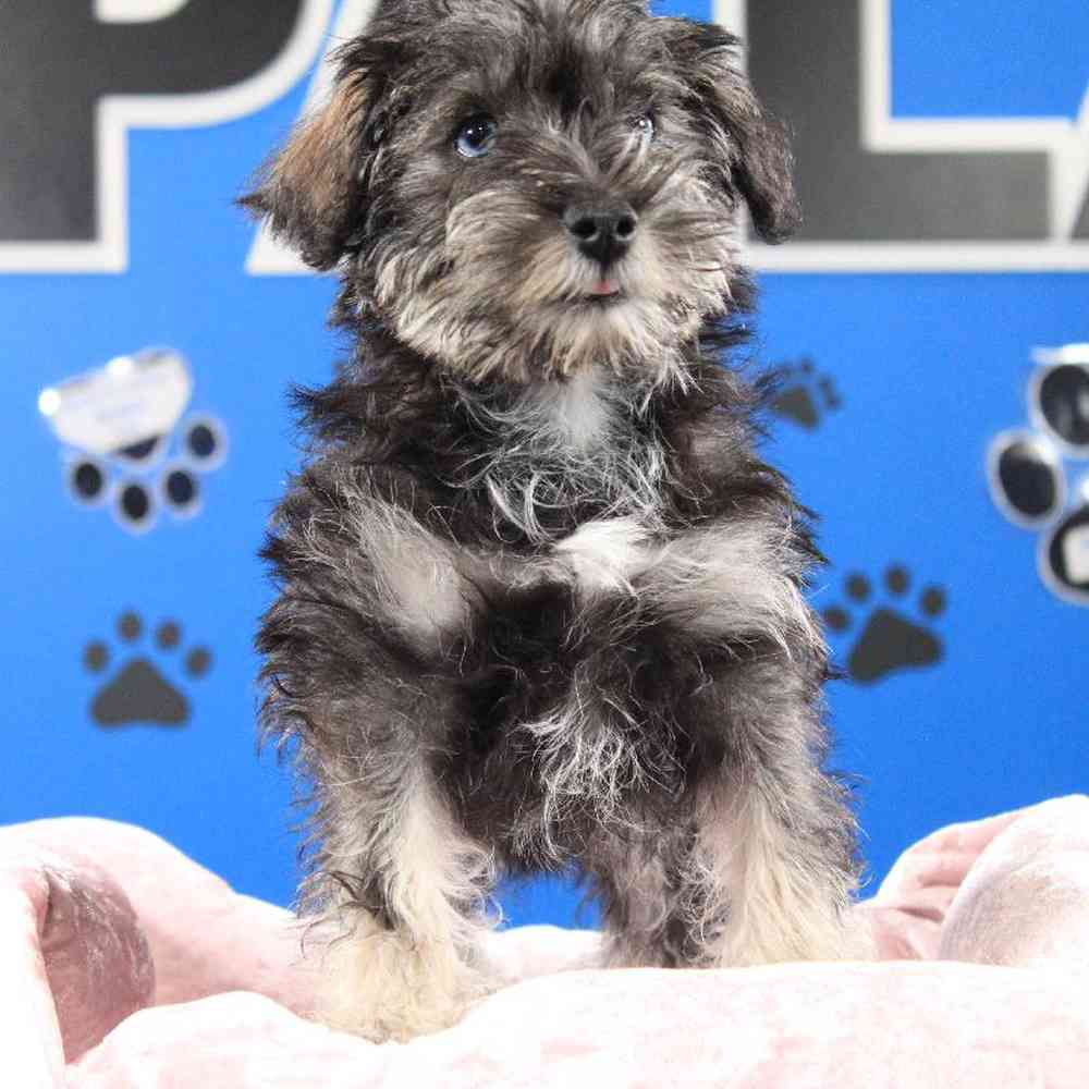 Ozzy - Male Mini Schnauzer Puppy for sale in Manchester