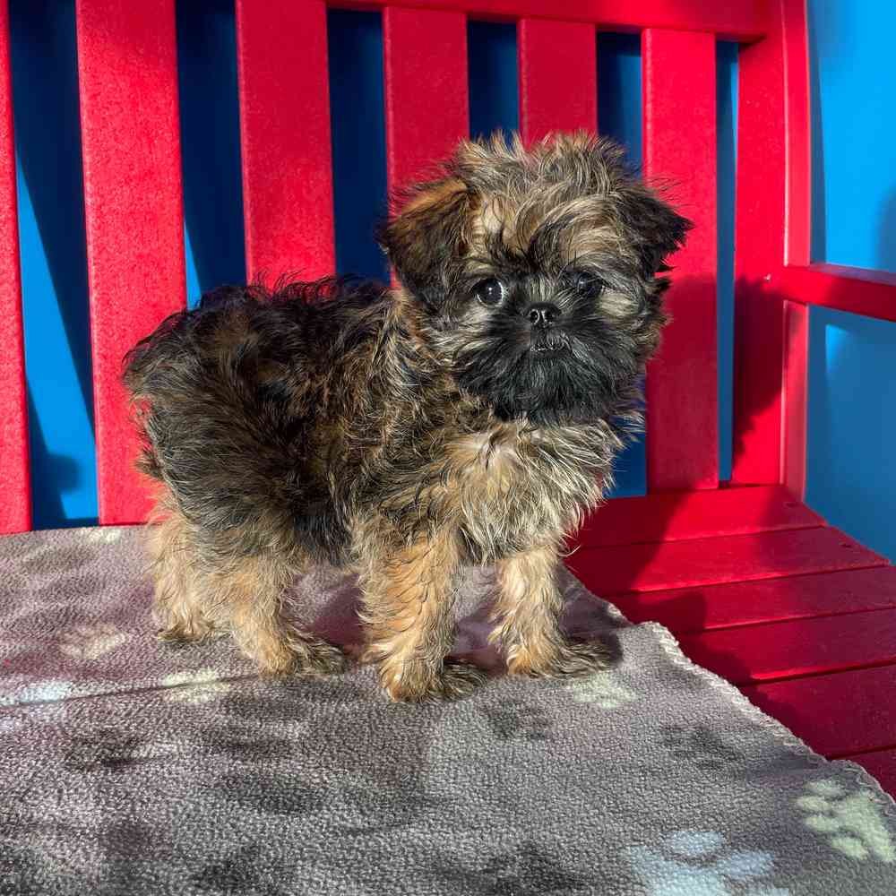 Hopper - Male Brussels Griffon Puppy for sale in Manchester