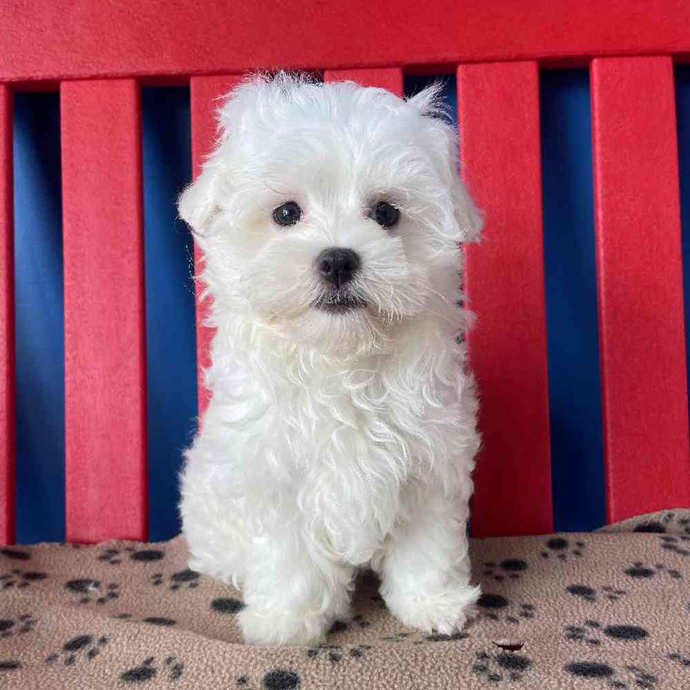 Shipoo Puppies for sale - The Puppy Palace of Manchester
