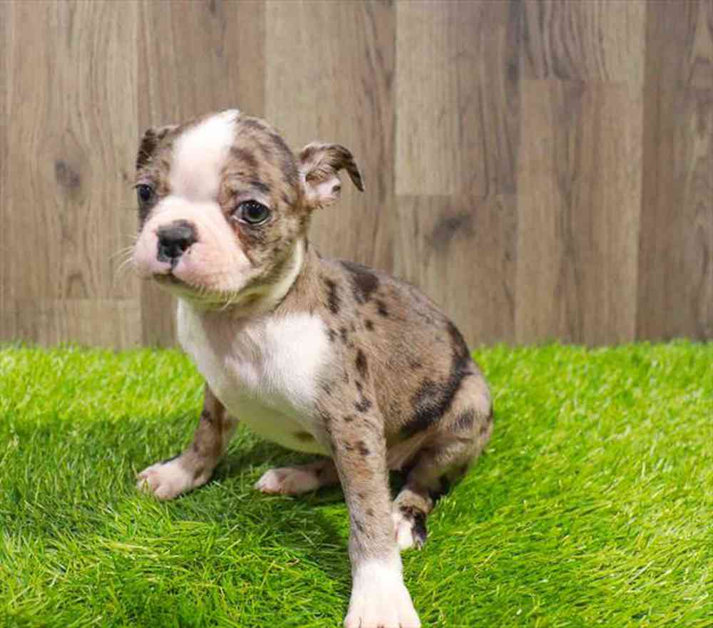 Kim - Female Boston Terrier Puppy for sale in Manchester