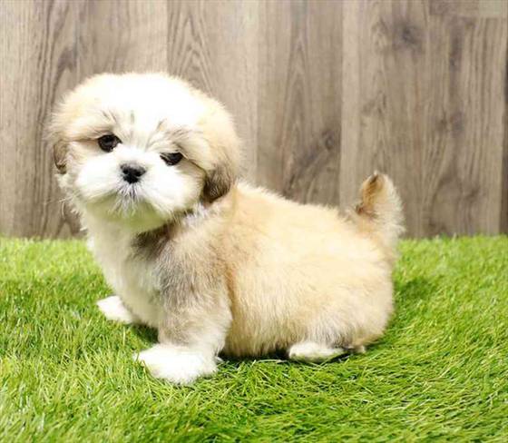 Hazel - Female Lhasa Apso Puppy for sale in Manchester