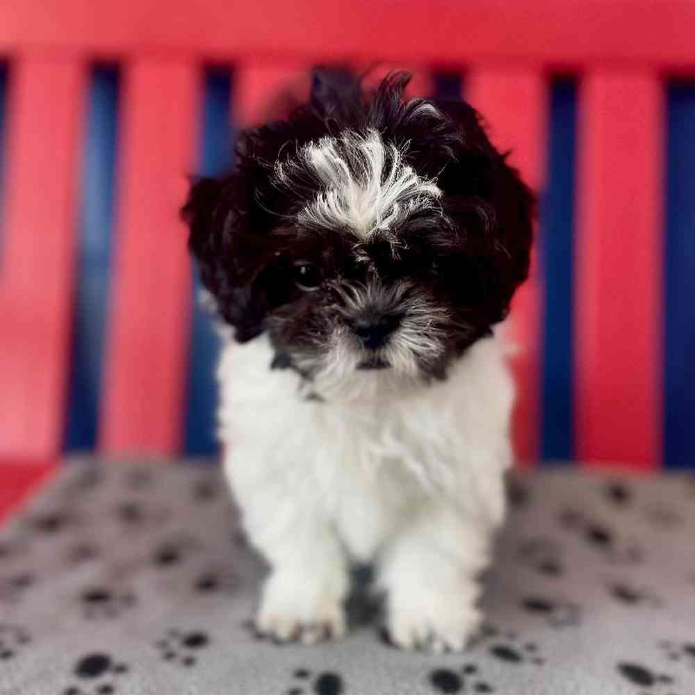 Louis - Male Shih Tzu Puppy for sale in Manchester