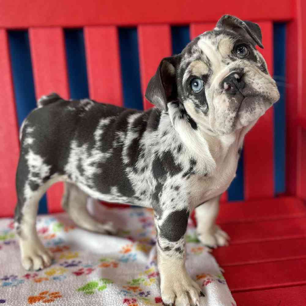 Pug Puppies for sale - The Puppy Palace of Manchester