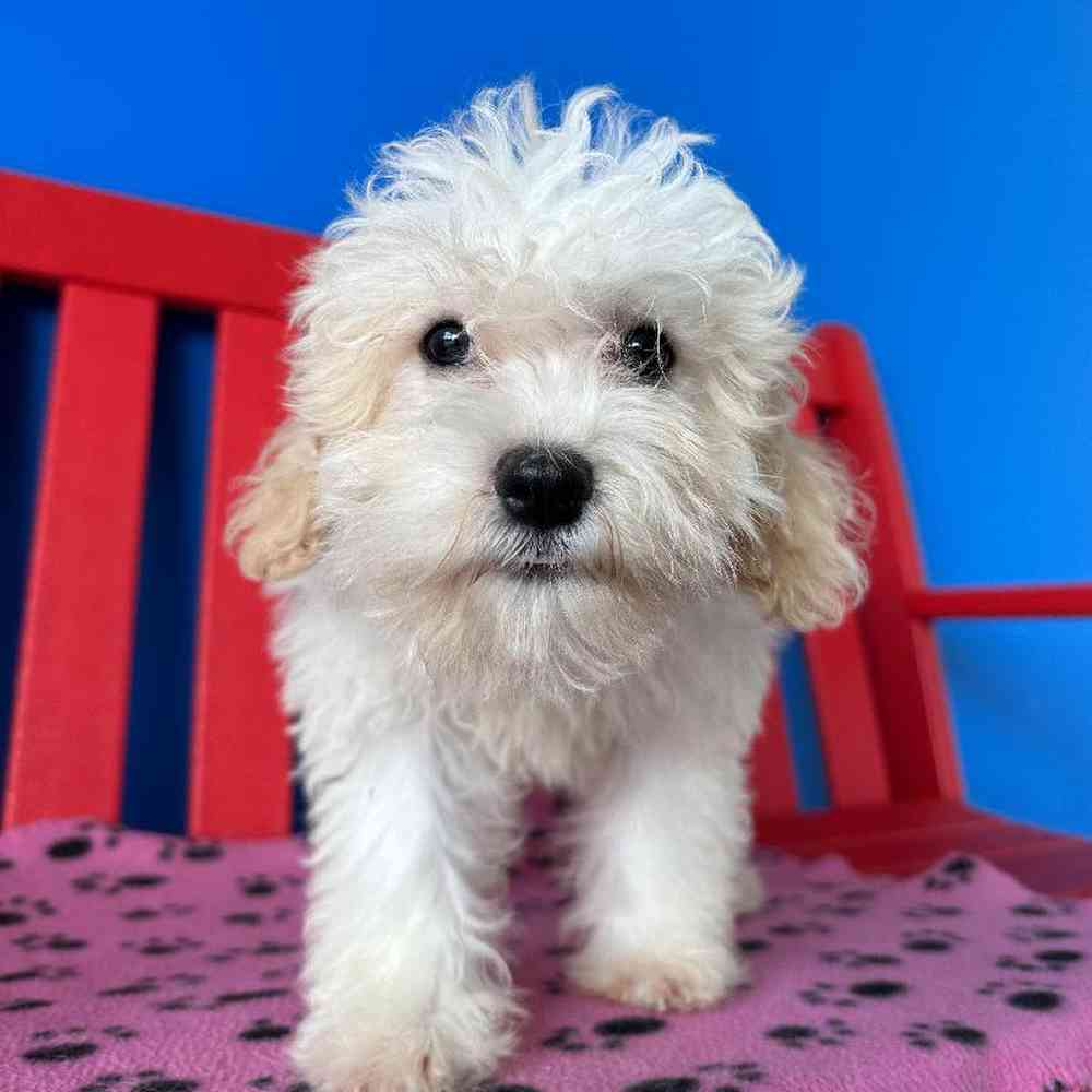 Sammy - Female Bichon-Poodle Puppy for sale in Manchester