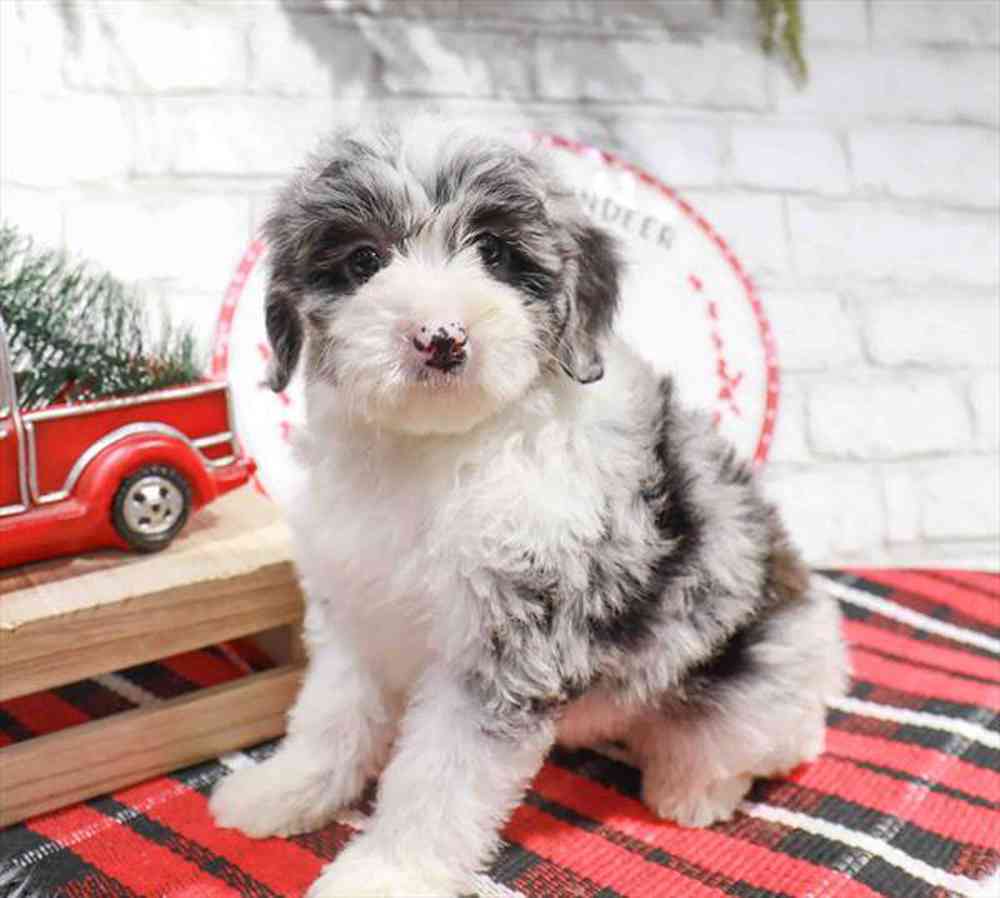 Mini Sheepadoodle Puppies for sale - The Puppy Palace of Manchester