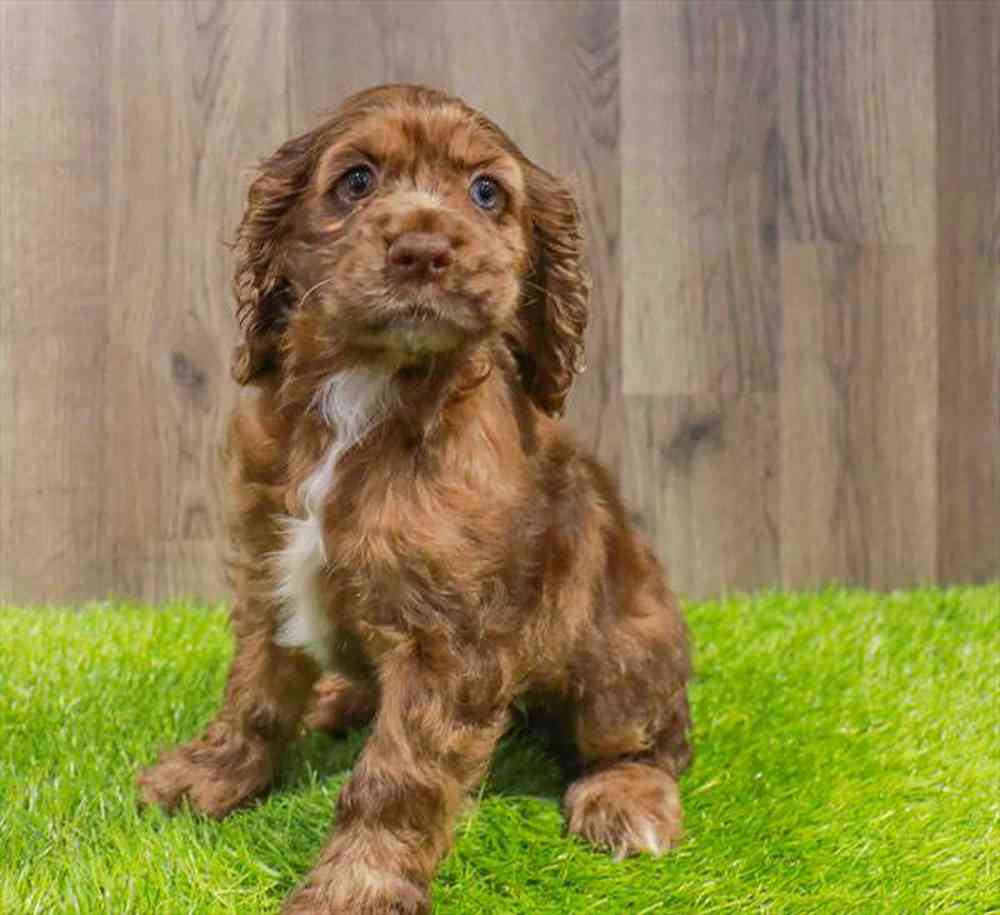 Beyonce - Female Cocker Spaniel Puppy for sale in Manchester