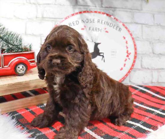 Puppy for Sale - The Puppy Palace of Manchester
