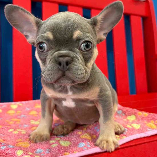 Puppy for Sale - The Puppy Palace of Manchester