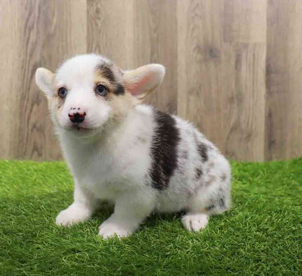 Austin - Male Pembroke Welsh Corgi Puppy for sale in Manchester