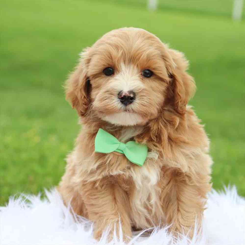 Lindon - Male Mini Goldendoodle Puppy for sale in Manchester