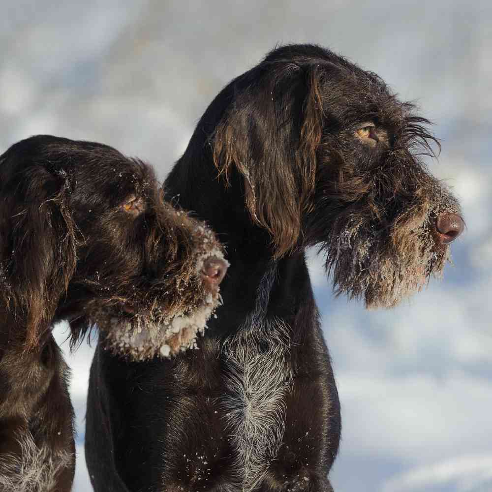 Healthy Puppies for Sale from Family Breeders - - The Puppy Palace of ...