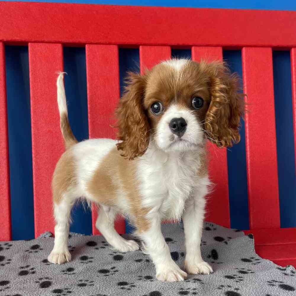 Clay - Male Cavalier King Charles Spaniel Puppy for sale in Manchester