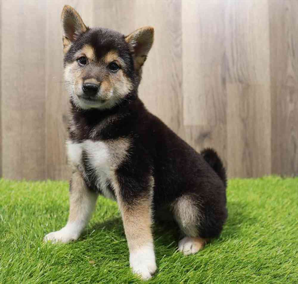 Mochi - Male Shiba Inu Puppy for sale in Manchester