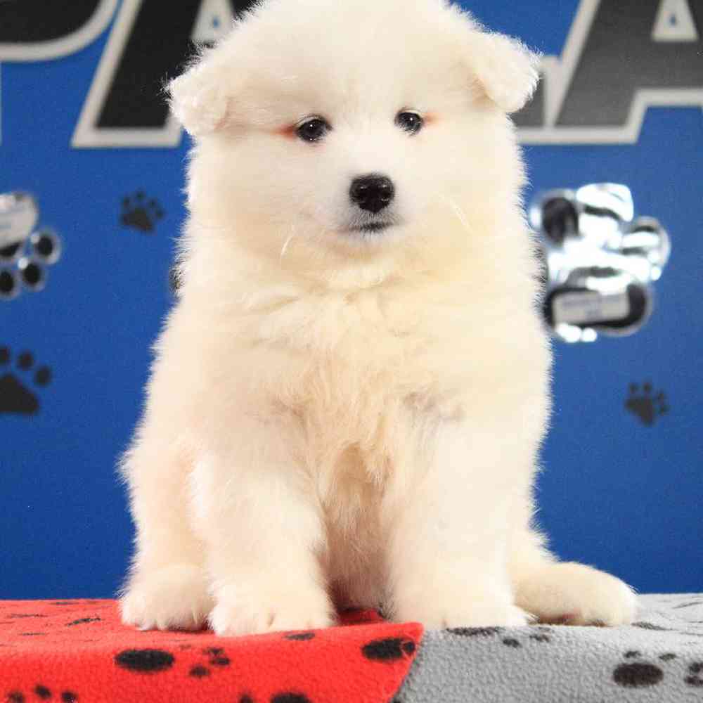 Jasmine - Female Samoyed Puppy for sale in Manchester