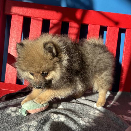 Puppy for Sale - The Puppy Palace of Manchester