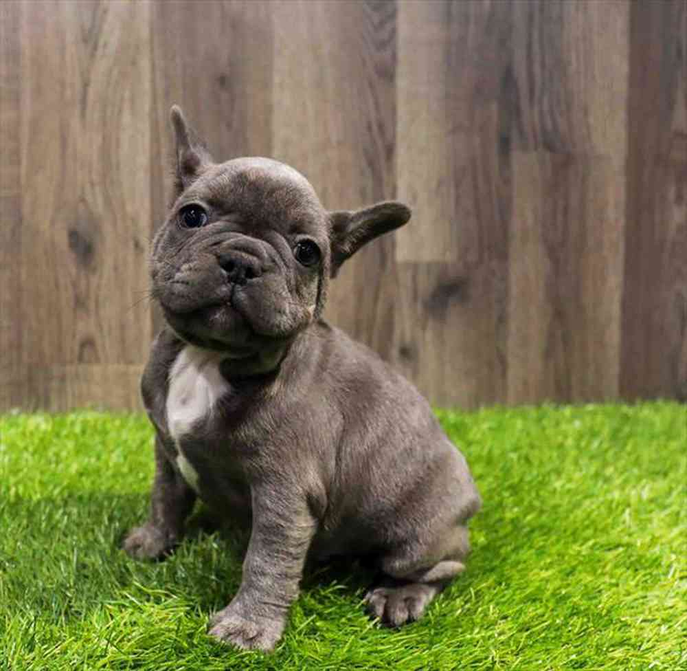 Brutus - Male French Bulldog Puppy for sale in Manchester