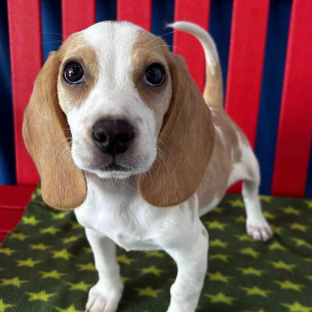 Snoopy - Male Beagle Puppy for sale in Manchester
