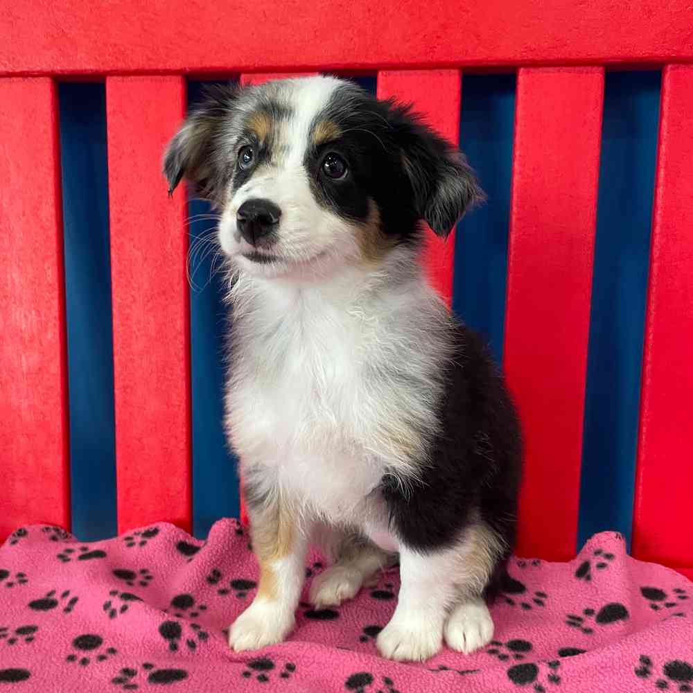 Tallulah - Female Mini Aussie Puppy for sale in Manchester