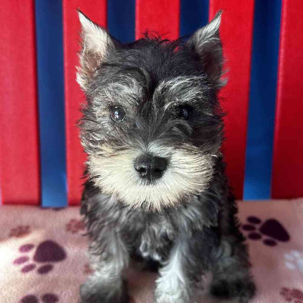 Primrose - Female Mini Schnauzer Puppy for sale in Manchester