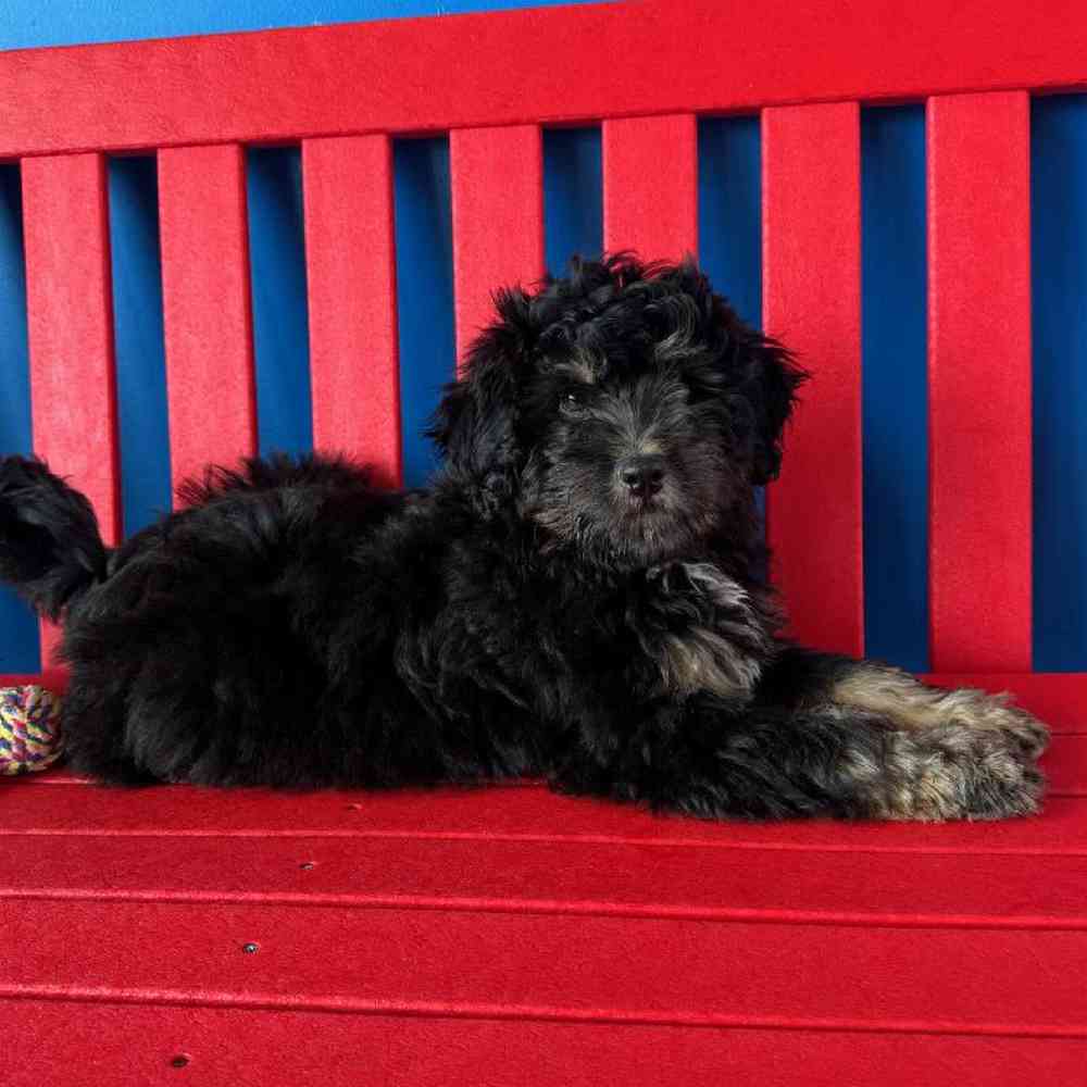 F1B Mini Sheepadoodle Puppies for sale - The Puppy Palace of Manchester