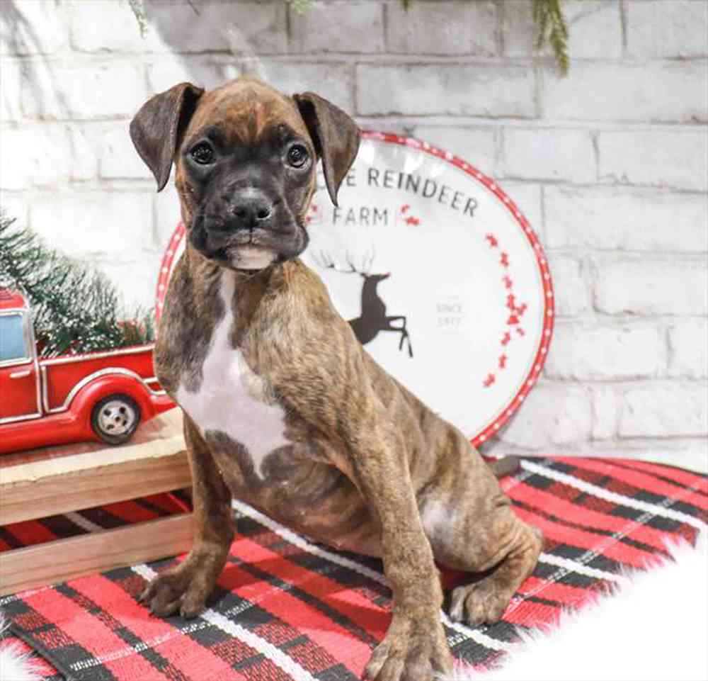 Queen Kibble - Female Boxer Puppy for sale in Manchester