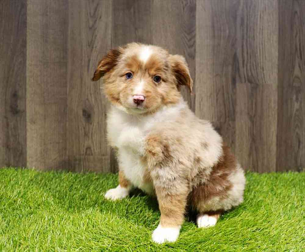 Erwin - Male Mini Aussie Puppy for sale in Manchester