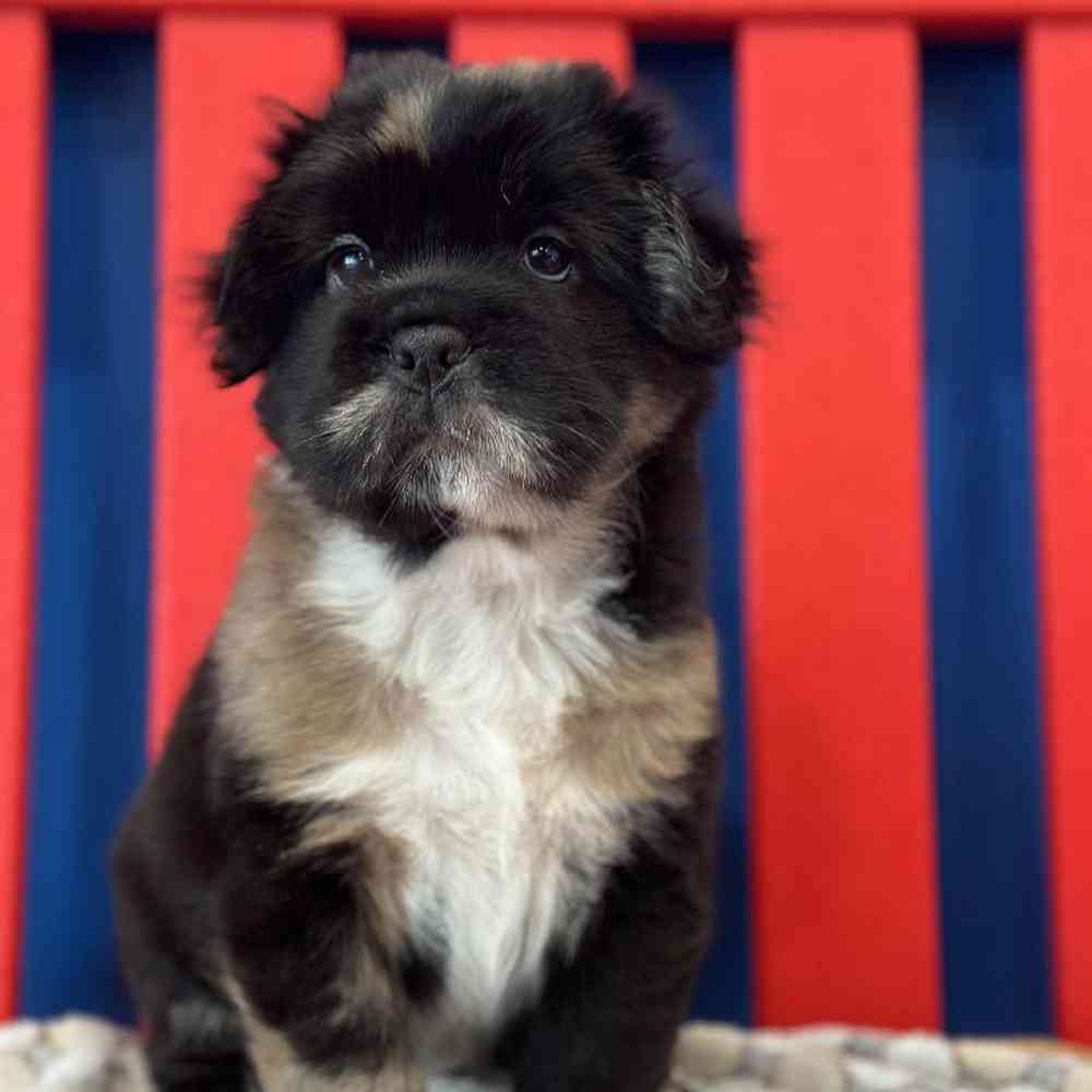 Mini Auggie Puppies for sale - The Puppy Palace of Manchester