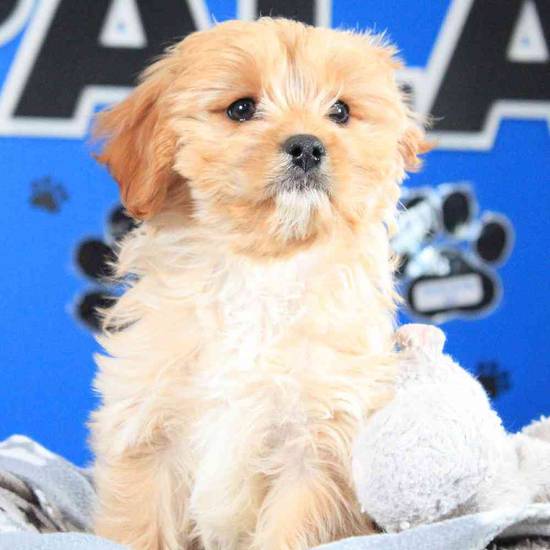 Puppy for Sale - The Puppy Palace of Manchester