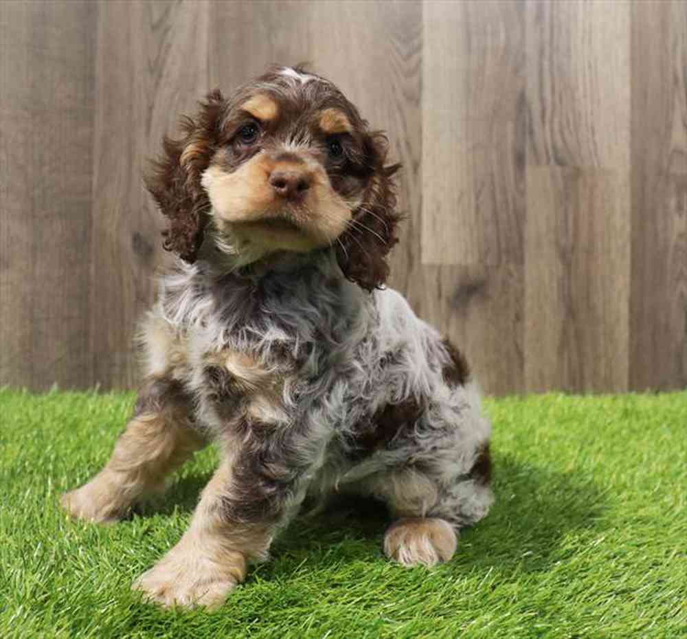 Million - Male Cocker Spaniel Puppy for sale in Manchester