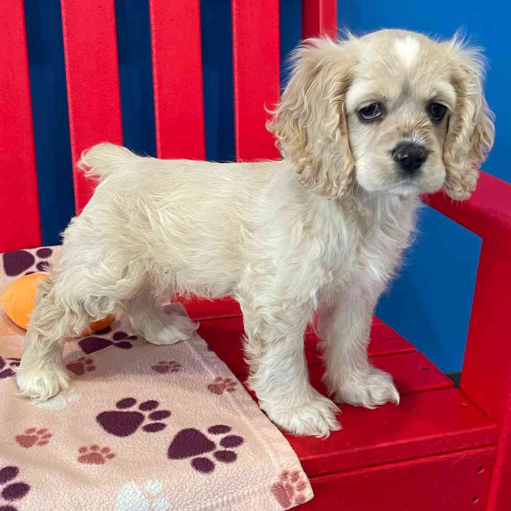 Naja - Female Cocker Spaniel Puppy for sale in Manchester