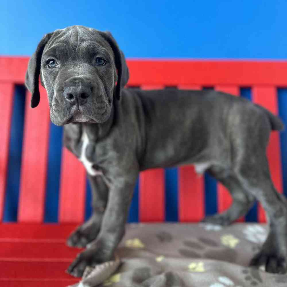 Baloo - Male Cane Corso Puppy for sale in Manchester